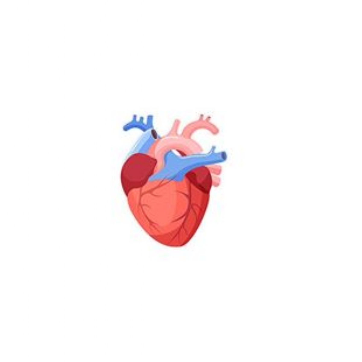 Year 6 Heart Dissection - West Byfleet Junior School