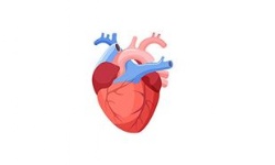 Year 6 Heart Dissection - West Byfleet Junior School